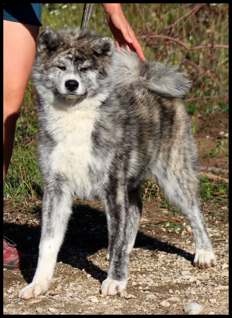 Tora Kazumi Go Shun’you Kensha | Elevage Akita inu – L'Eden des Shokou